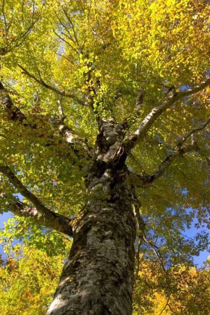 【紅葉・見ごろ】白神山地（青森県）の観光イベント情報｜ゆこゆこ